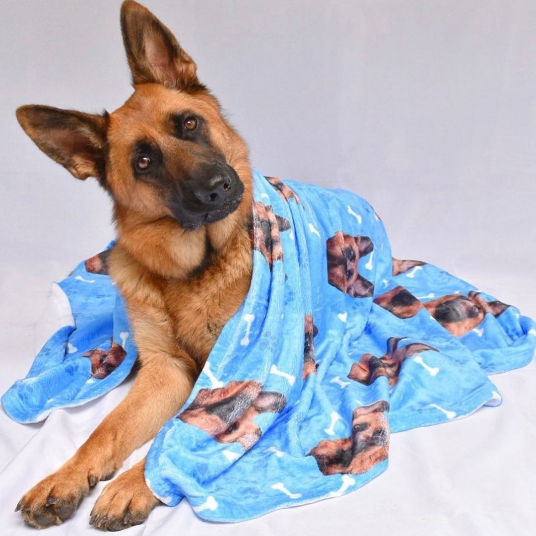 Custom PupBlanket – PupSocks